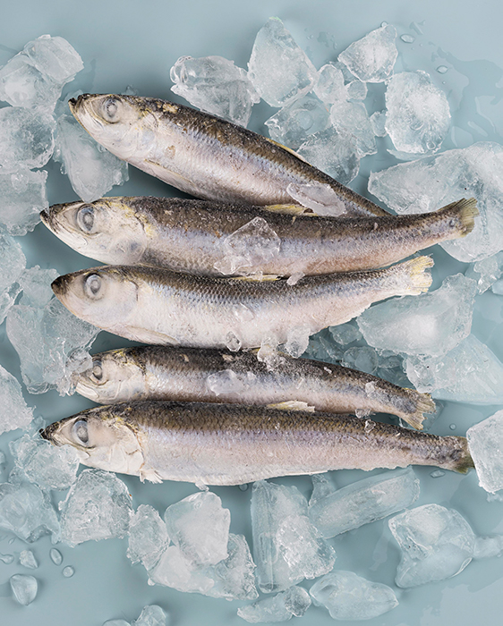 TheFish.lv | Frozen fish in EU